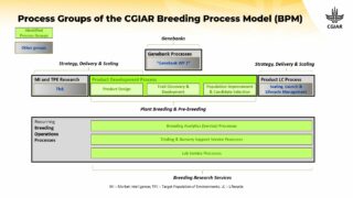 Inside Genetic Innovation’s process management: mapping processes to enhance breeding research ...