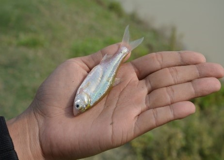 The potential of Integrated Rice Fish Farming System to boost ...