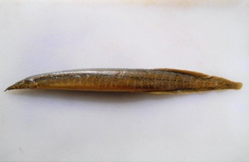 The potential of Integrated Rice Fish Farming System to boost ...