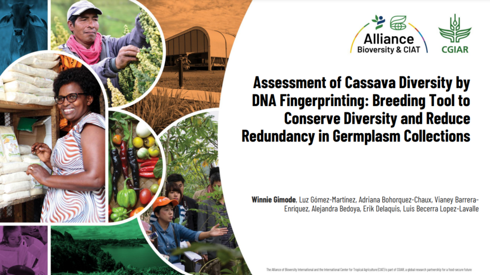 Assessment of cassava diversity by DNA fingerprinting: Breeding tool to conserve diversity and ...