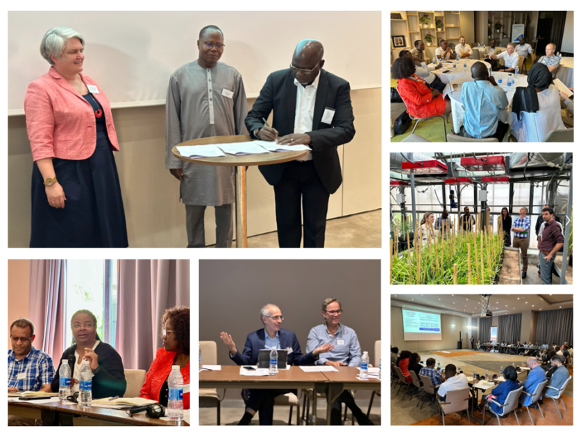 As CGIAR-NARES networks deliver improved crops, new plans are set to ...