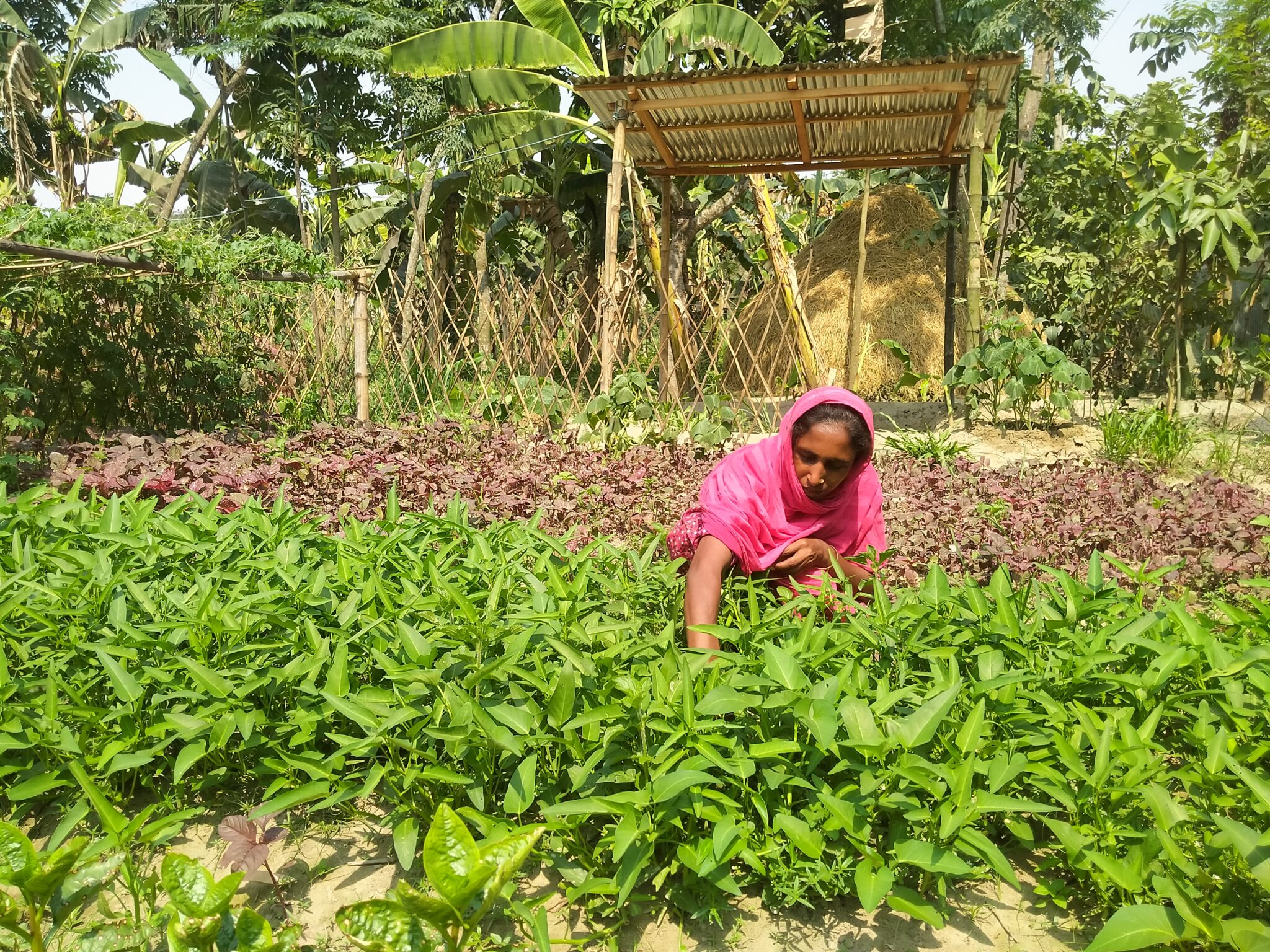 Empowering Bangladesh villages: Transforming small mixed farming ...