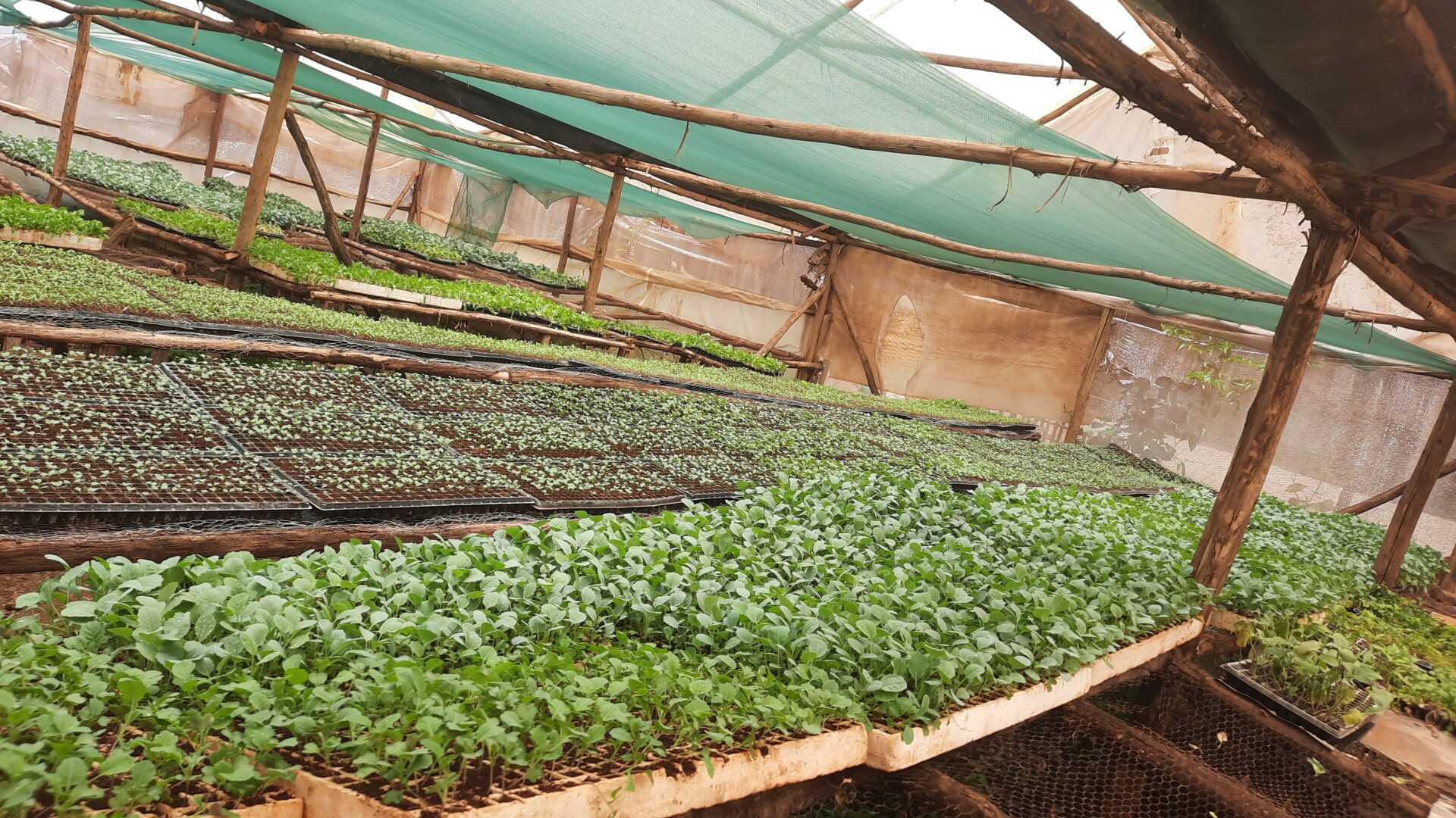 Seedling propagators shift to sowing trays to improve yields - CGIAR