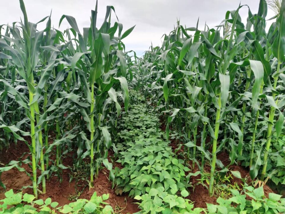 Boosting Soil Health and Livelihoods: Innovative Biofortified Strip ...