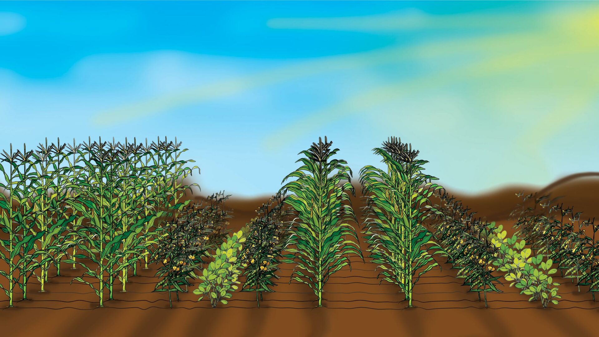 Boosting Soil Health and Livelihoods: Innovative Biofortified Strip ...