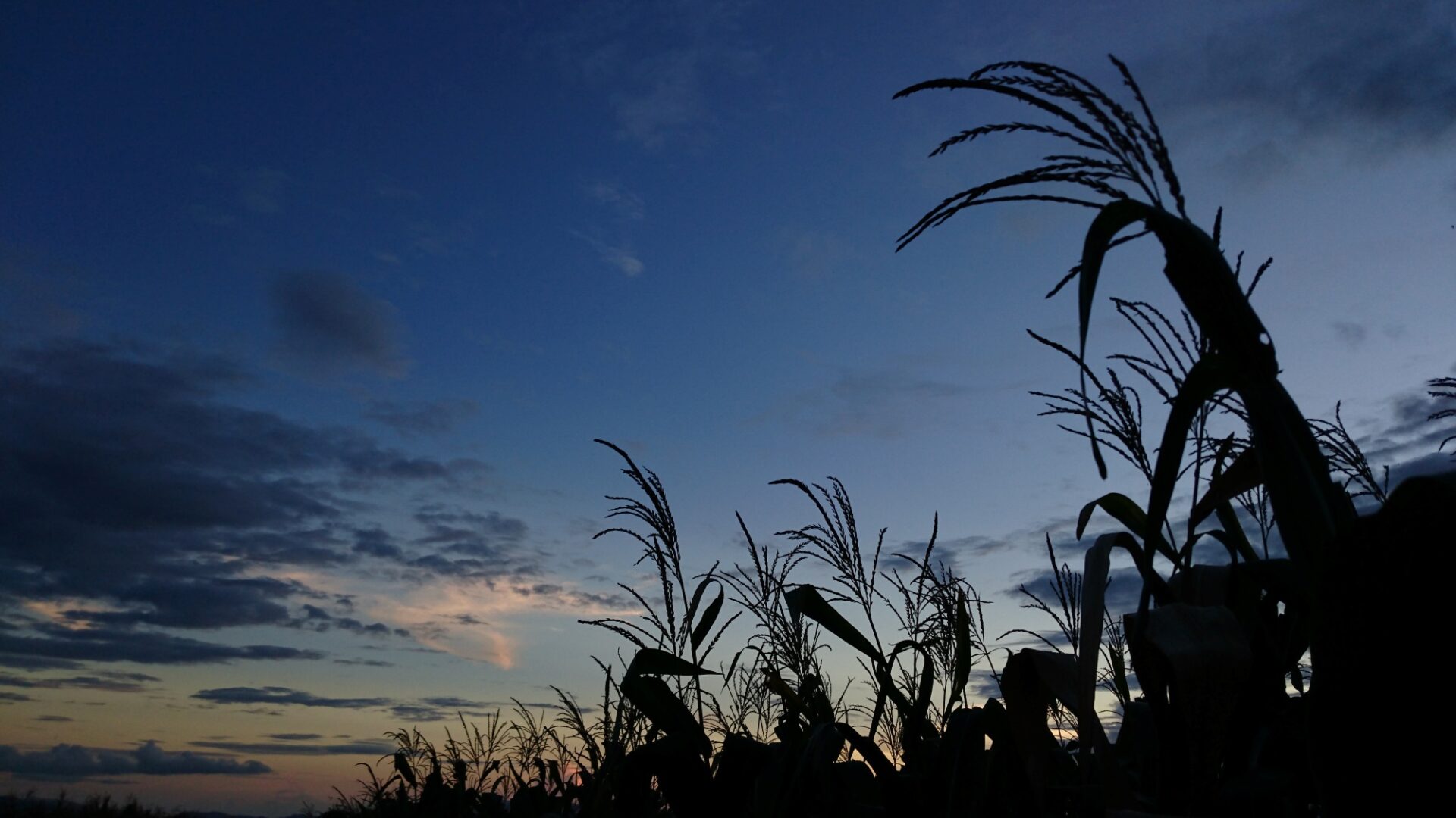 Strong demand for early-maturity maize in Kenya - CGIAR