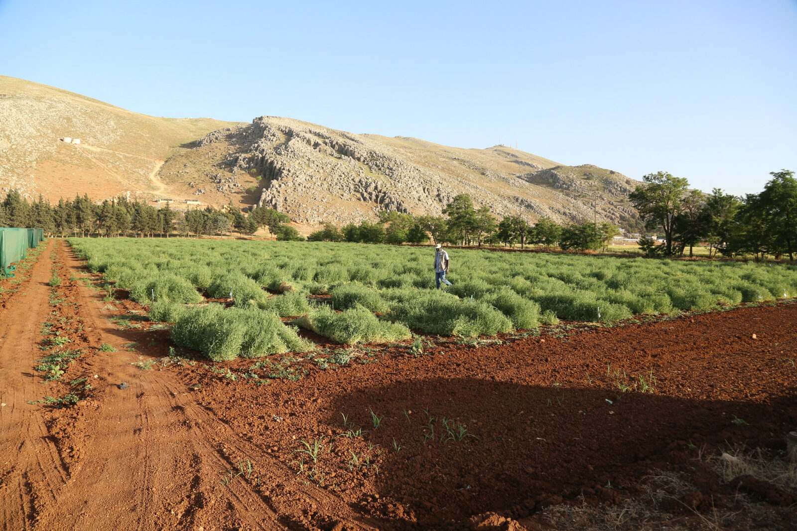 Africa’s Great Green Wall: A work in progress - CGIAR