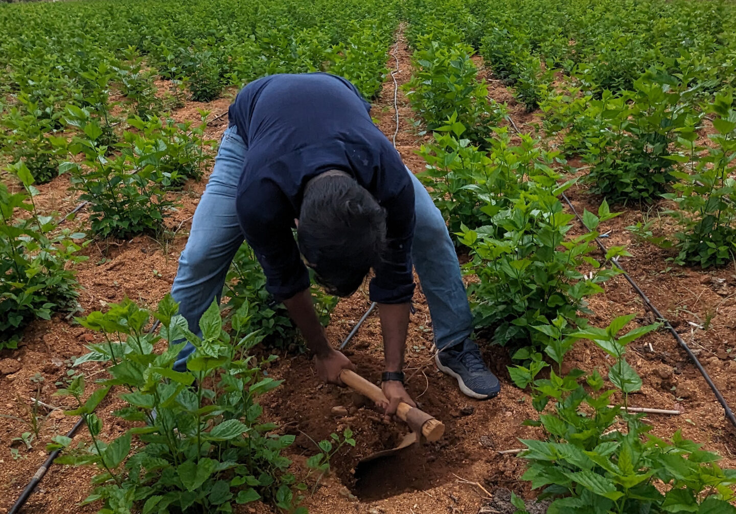 The natural farming model of Andhra Pradesh: A solution for sustainable ...