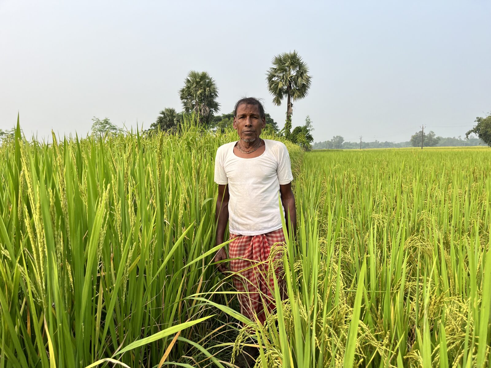 Site-specific Nutrient Management for the rice farmers of deltaic ...