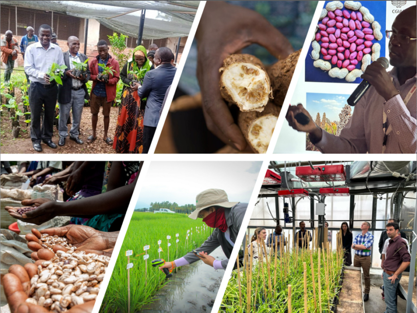 Genetic Innovation: Looking back at 2023 results - CGIAR