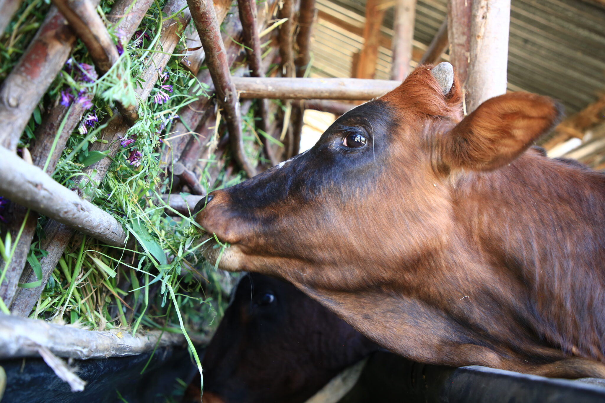 Bridging the Feed Gap: Expanding Access and Utilization of Improved ...