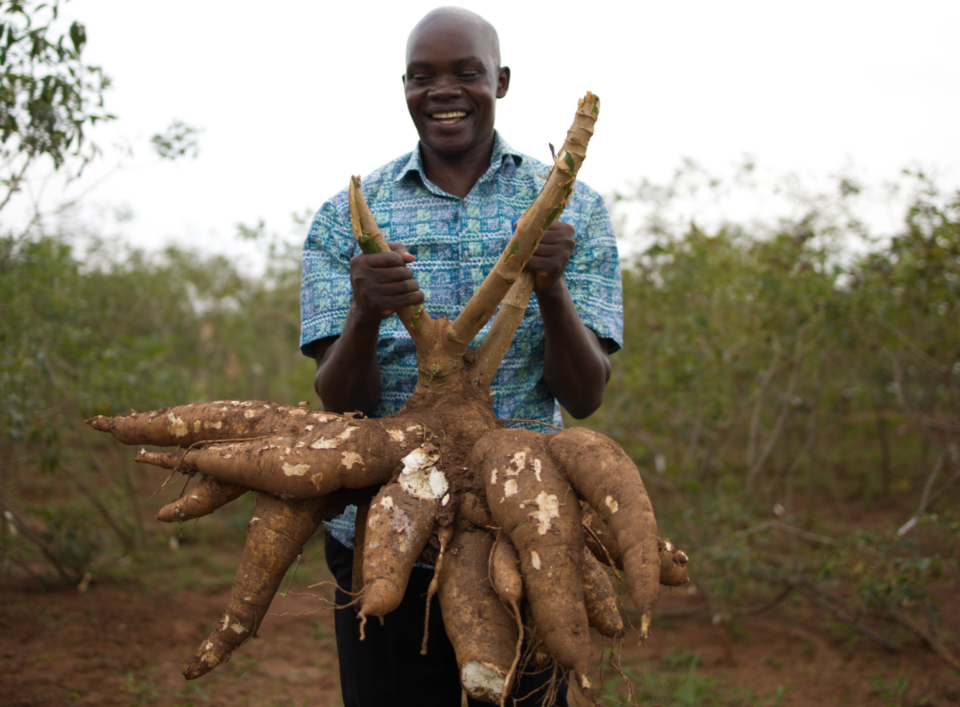 Feeding a continent: Investing in genotyping, phenotyping and germplasm ...