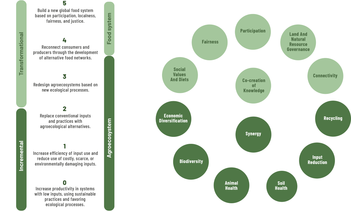 The Agroecology Transition: Different pathways to a single destination - Eight country ...