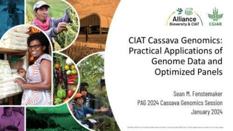 CIAT cassava genomics: Practical applications of genome data and optimized panels - CGIAR
