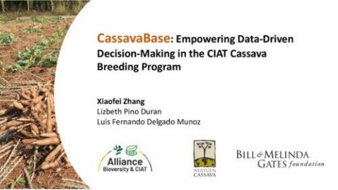 CassavaBase: Empowering data-driven decision-making in the CIAT cassava breeding program - CGIAR