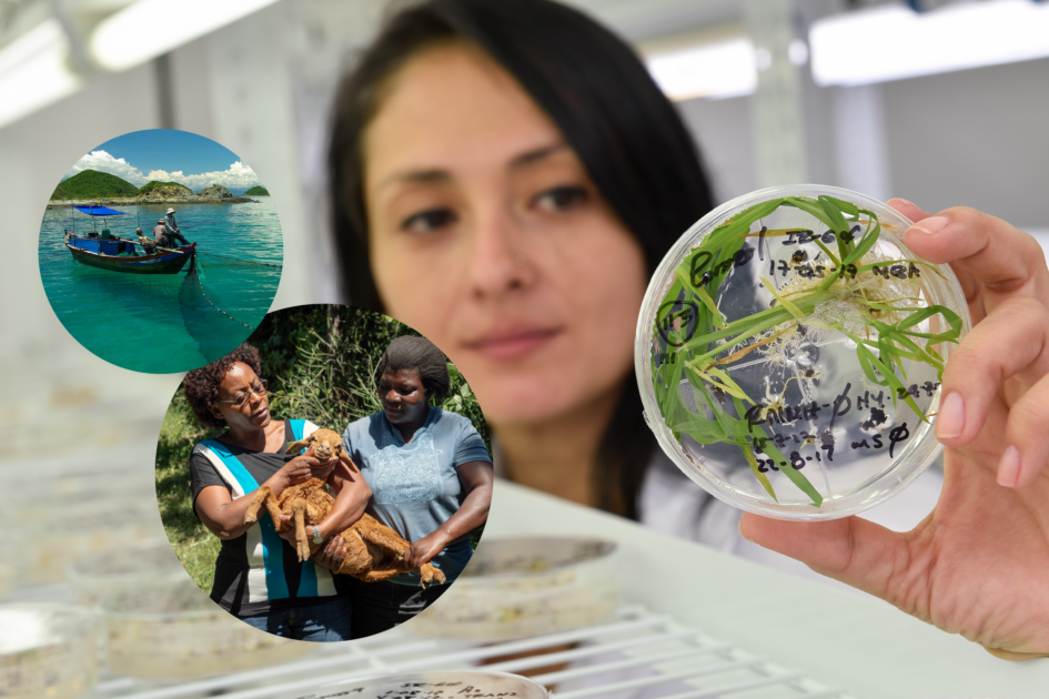 International Rice Research Institute (IRRI) - CGIAR