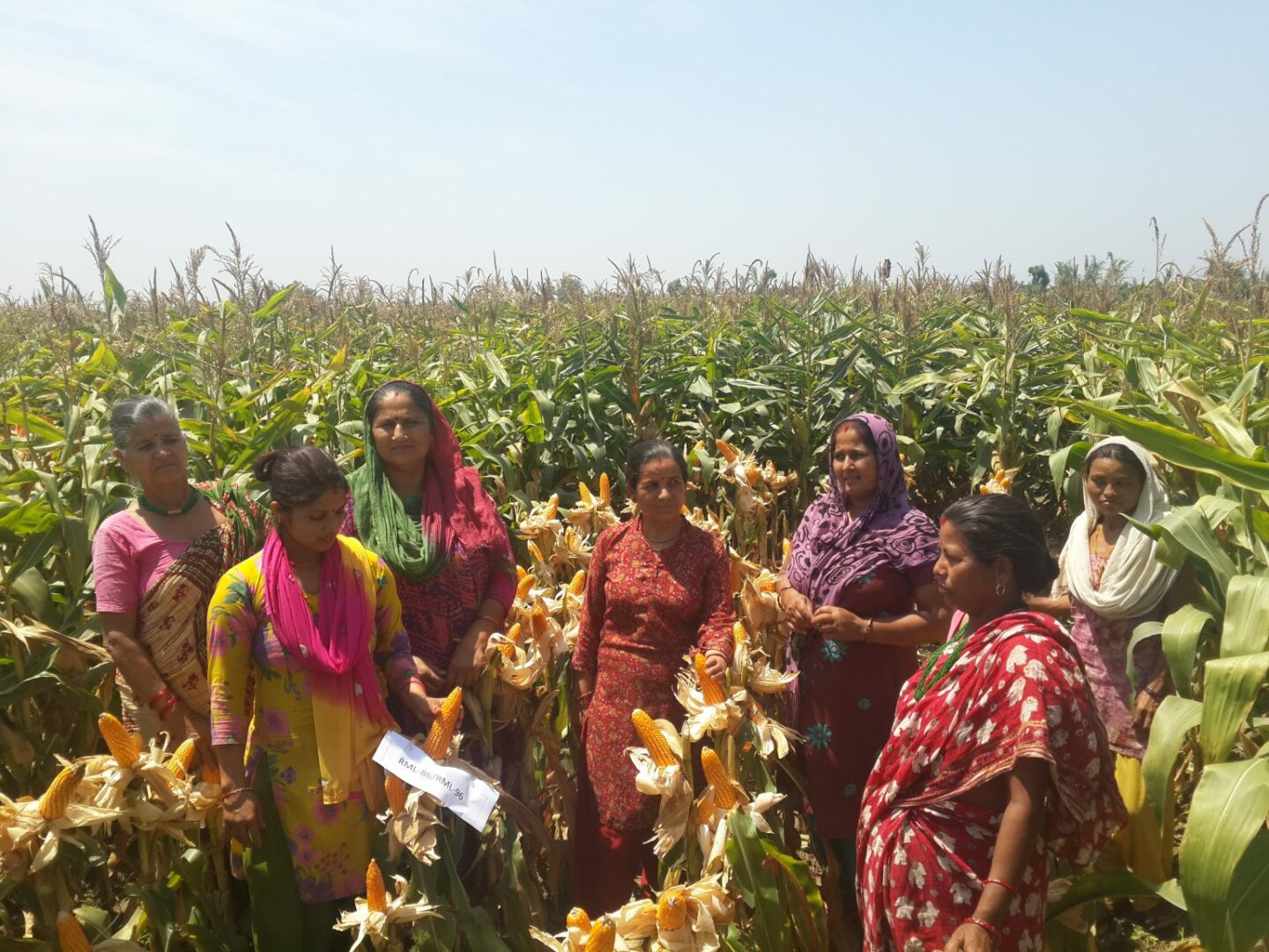 Heat tolerant maize hybrids: a pursuit to strengthen food security in ...