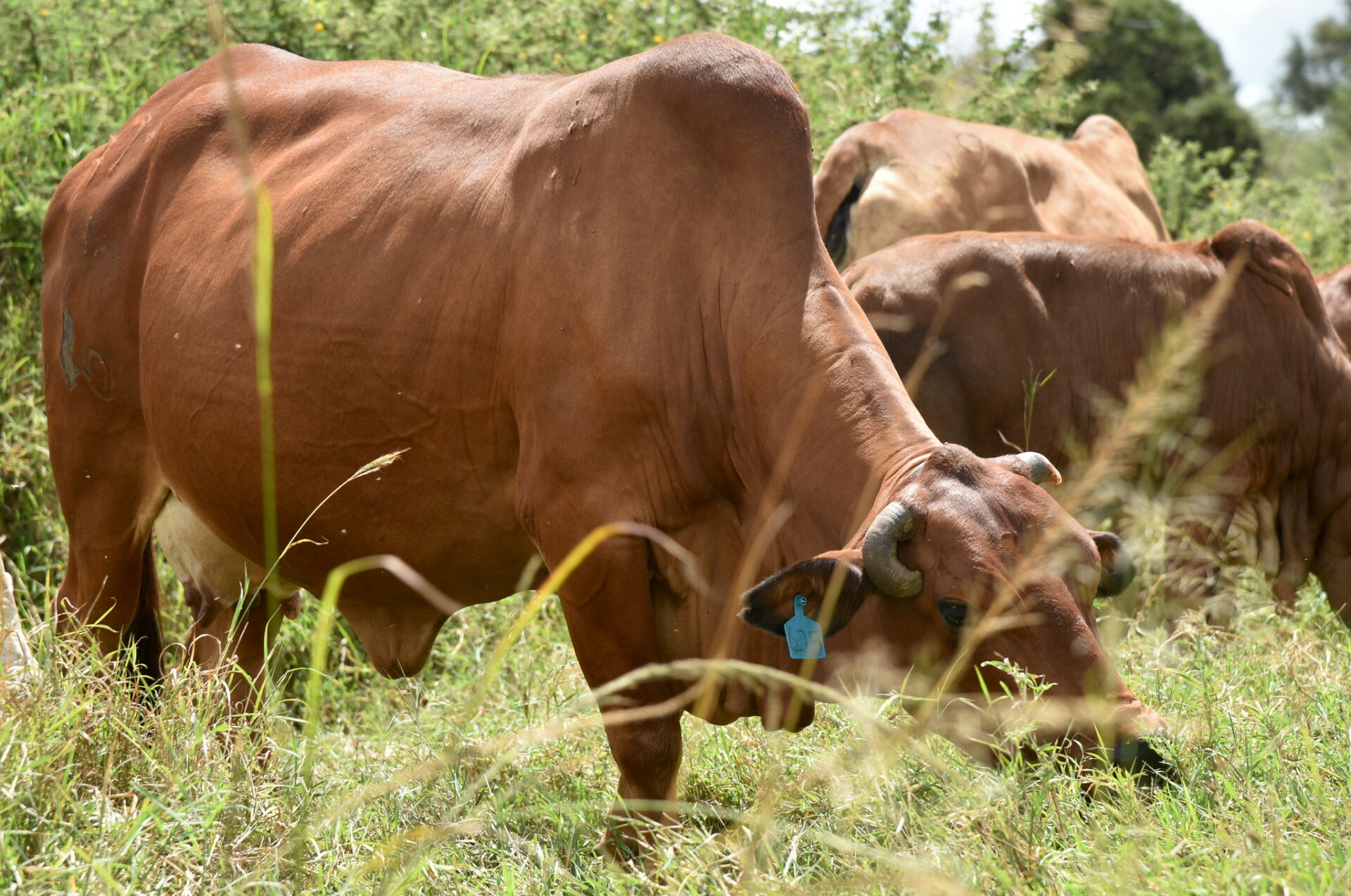 First drone-based measurement of ruminant methane emissions in Africa ...