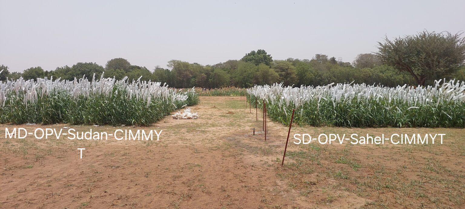 Shared breeding pipelines improve dryland crops in sub-Saharan Africa ...