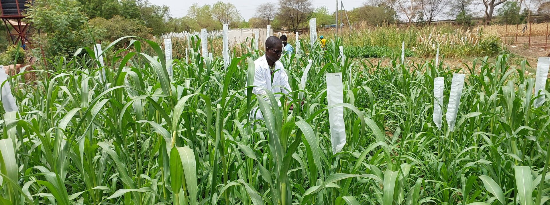Shared breeding pipelines improve dryland crops in sub-Saharan Africa ...