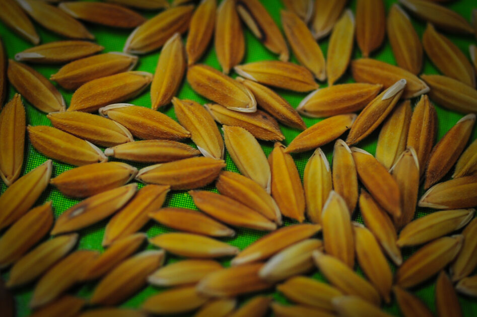 SPIA Welcomes New Panel Members - CGIAR