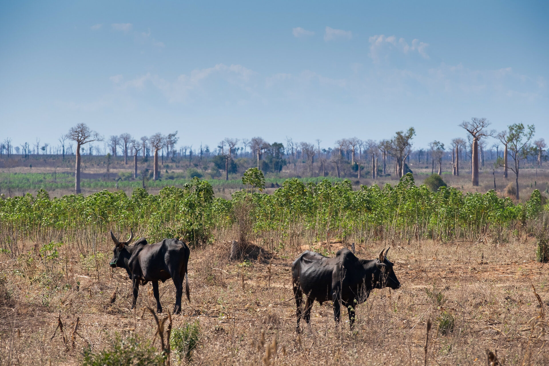 Madagascar officially launches their national livestock master plan - CGIAR