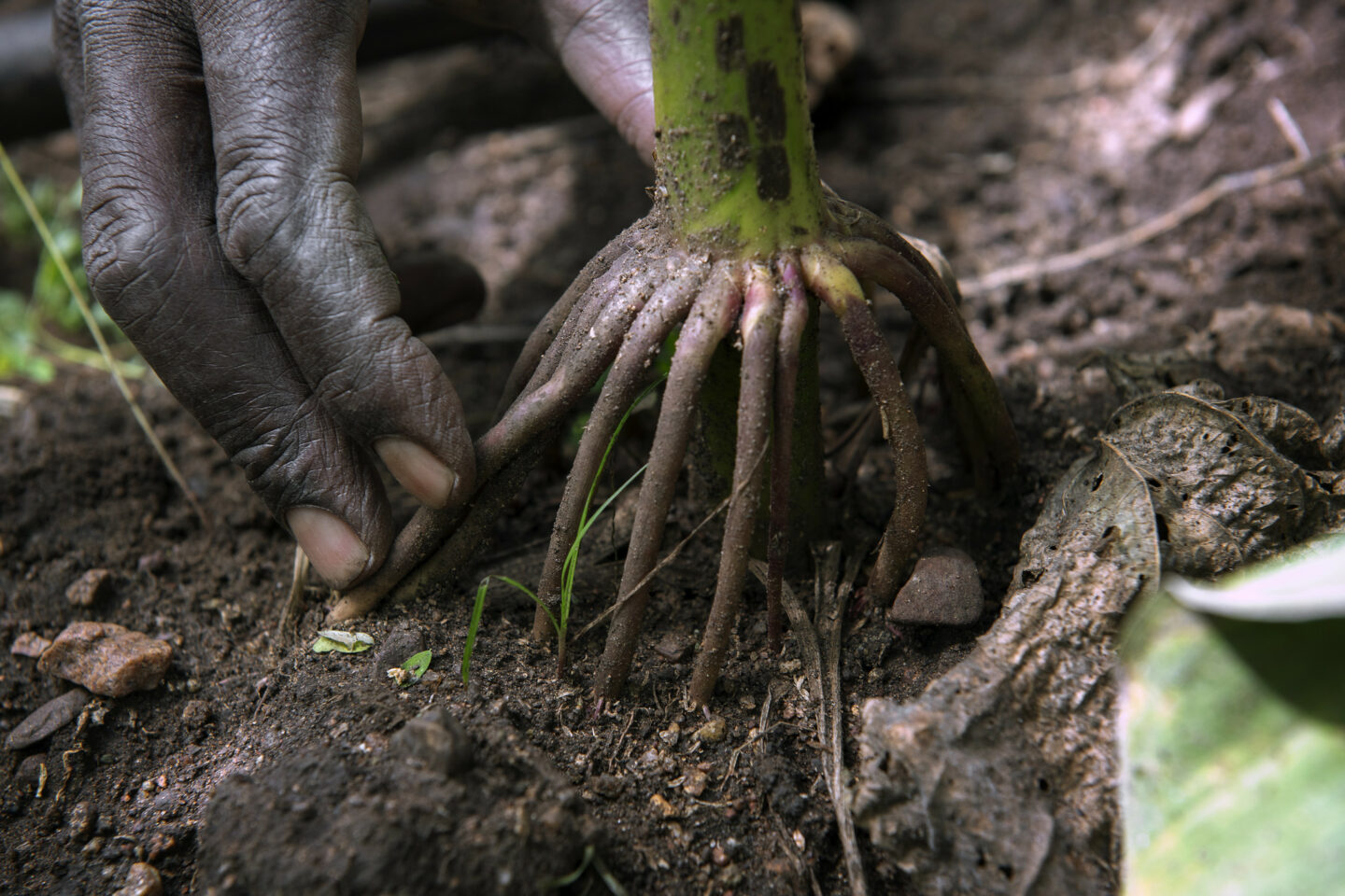 The Complex Battle Against Climate Change: Carbon Credits, Carbon ...