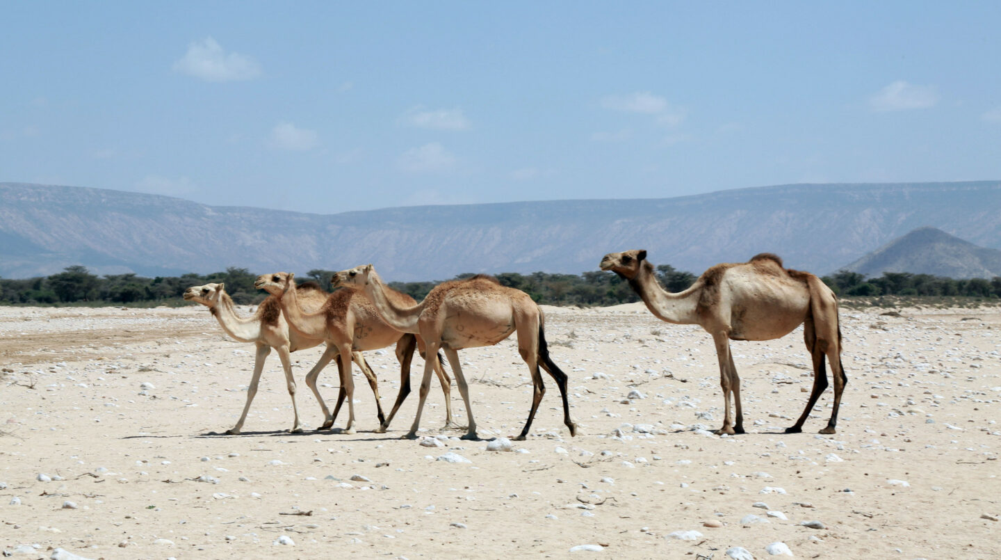 Transforming Food Systems for Healthier Lives: Launch of the CGIAR ...