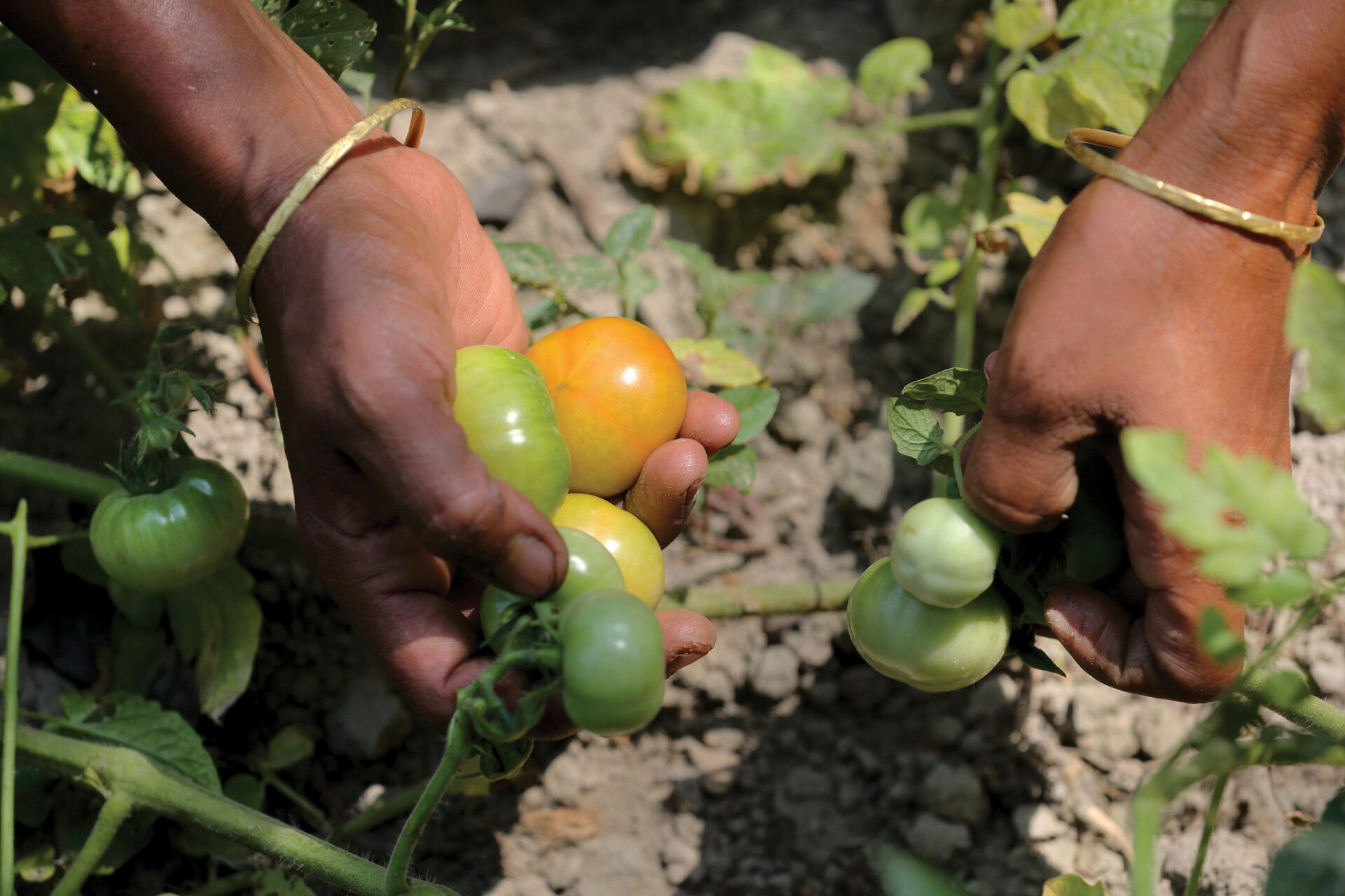 Satellite rice monitoring: the Philippine Rice Information System ...