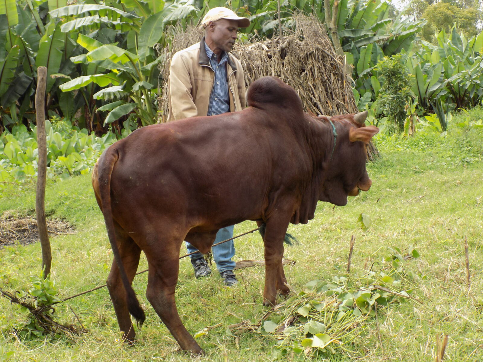 Sowing the seeds of change: Introducing maize-forage legume ...