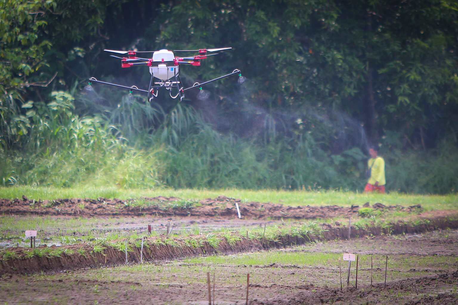 Seeing Beyond the Visible: How Drones are Revolutionizing Rice farming ...