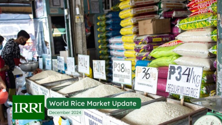 World rice market update: more trade, better weather, lower prices - CGIAR