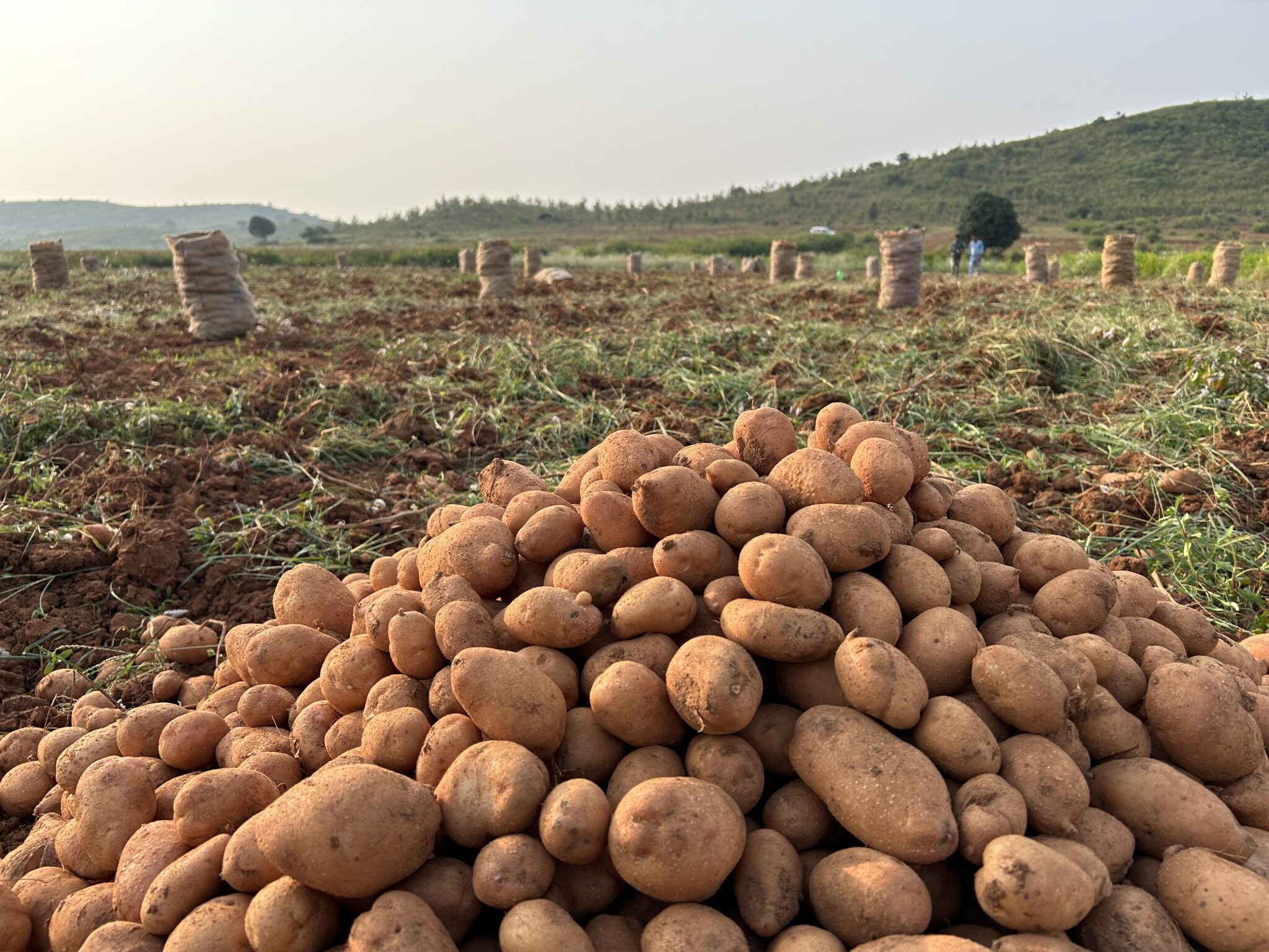 Seeds of Change: Transforming Agriculture in Odisha's Koraput - CGIAR