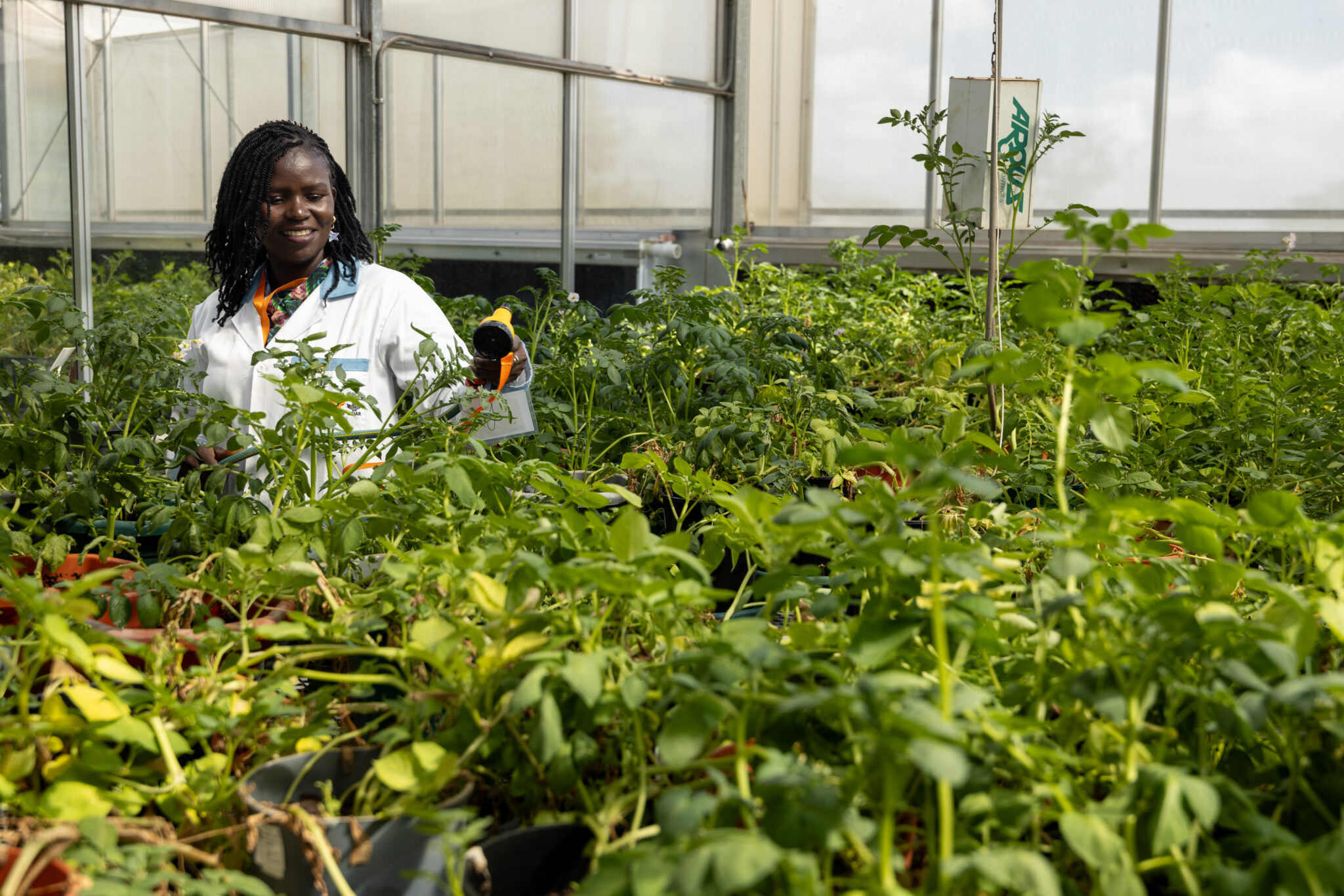 What does process improvement look like for CGIAR crop breeding programs? - CGIAR