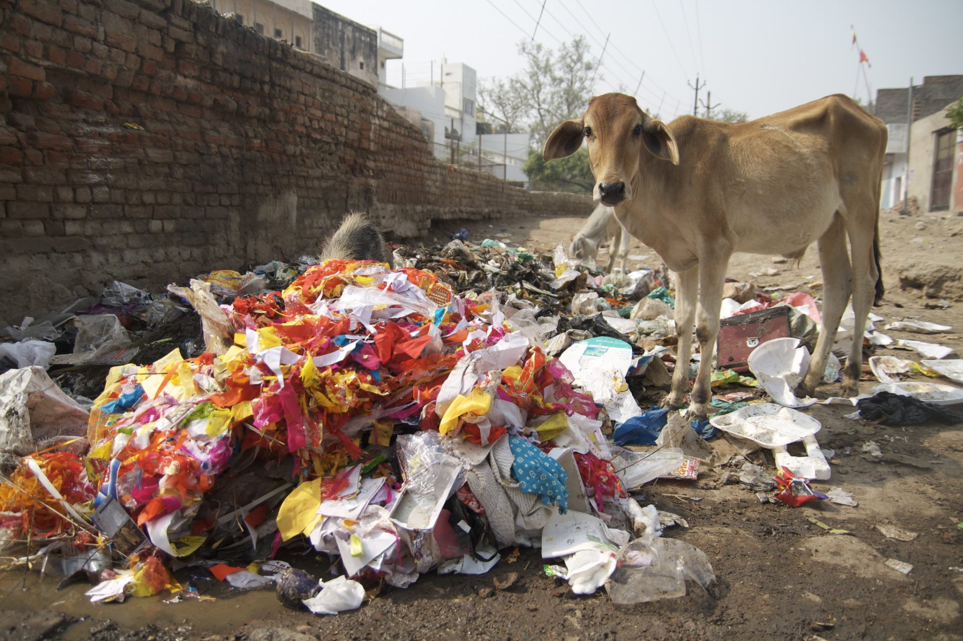 IR64: the world’s ‘mega’ rice - CGIAR