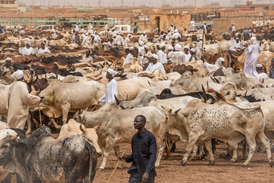 How good are livestock statistics in Africa? Can nudging and direct ...