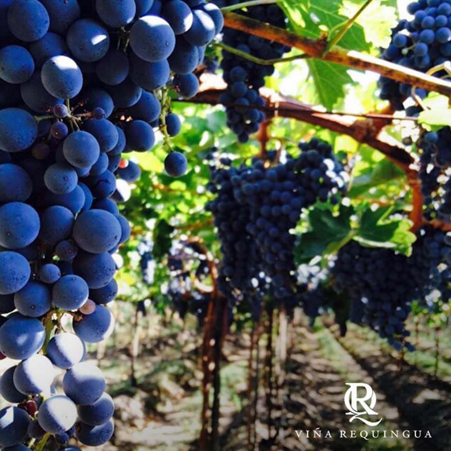 Curicó Valley - Chile Travel