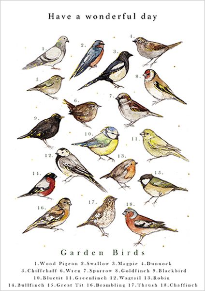 Bird Chart JCHI0010
