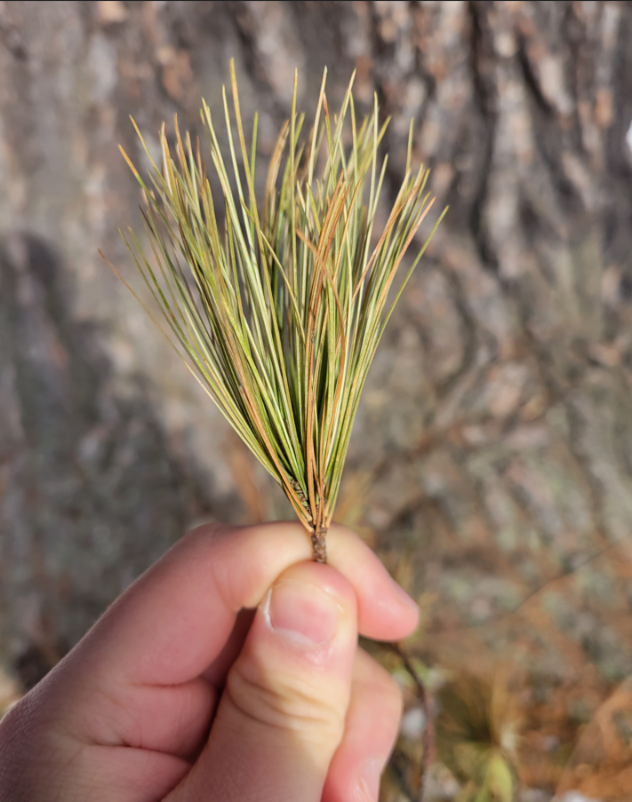 Cemetary Pine - Clio
