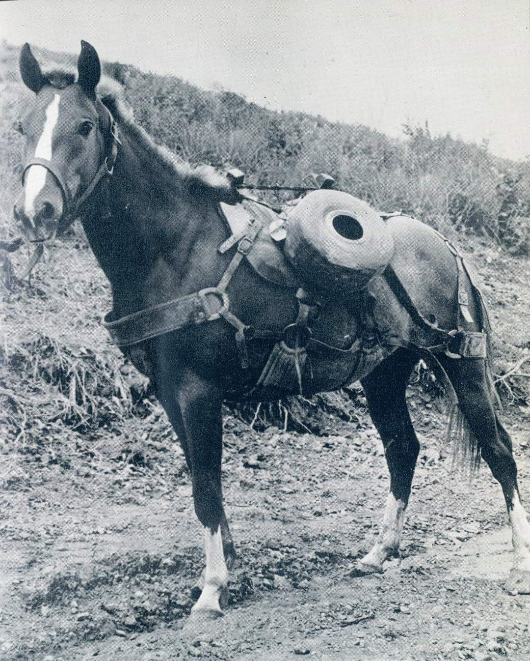 Monument of SSgt Reckless - Clio