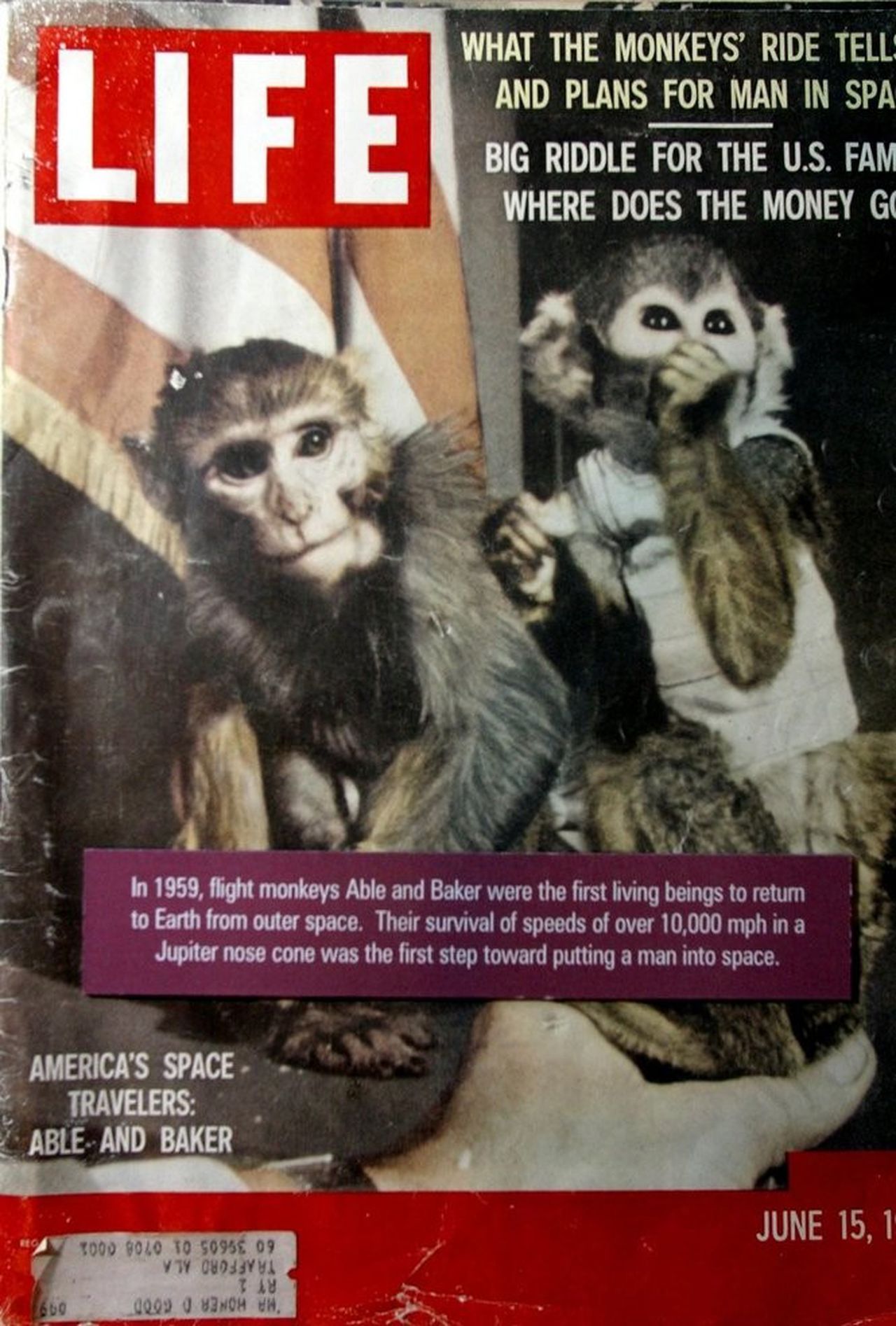 The Grave NASA Space Monkey Miss Barker - Clio