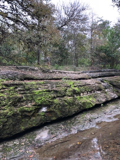 Blunn Creek Preserve - Clio