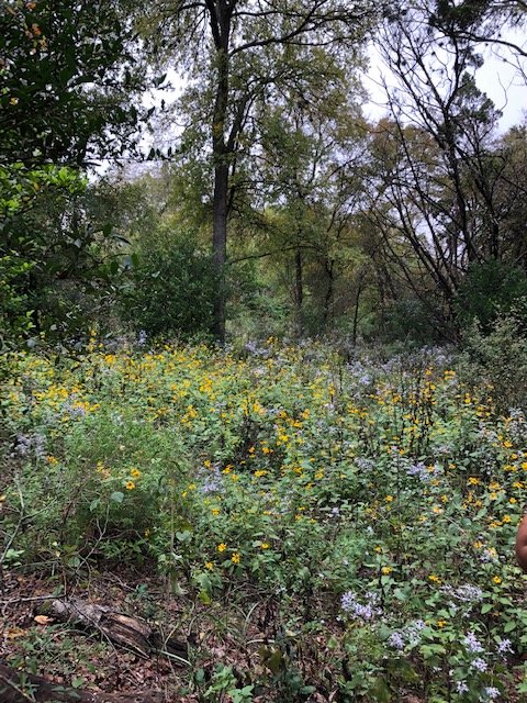 Blunn Creek Preserve - Clio