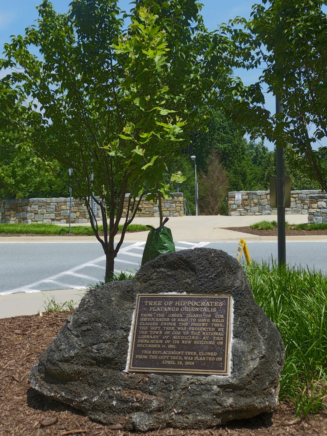 Tree of Hippocrates, National Library of Medicine - Clio
