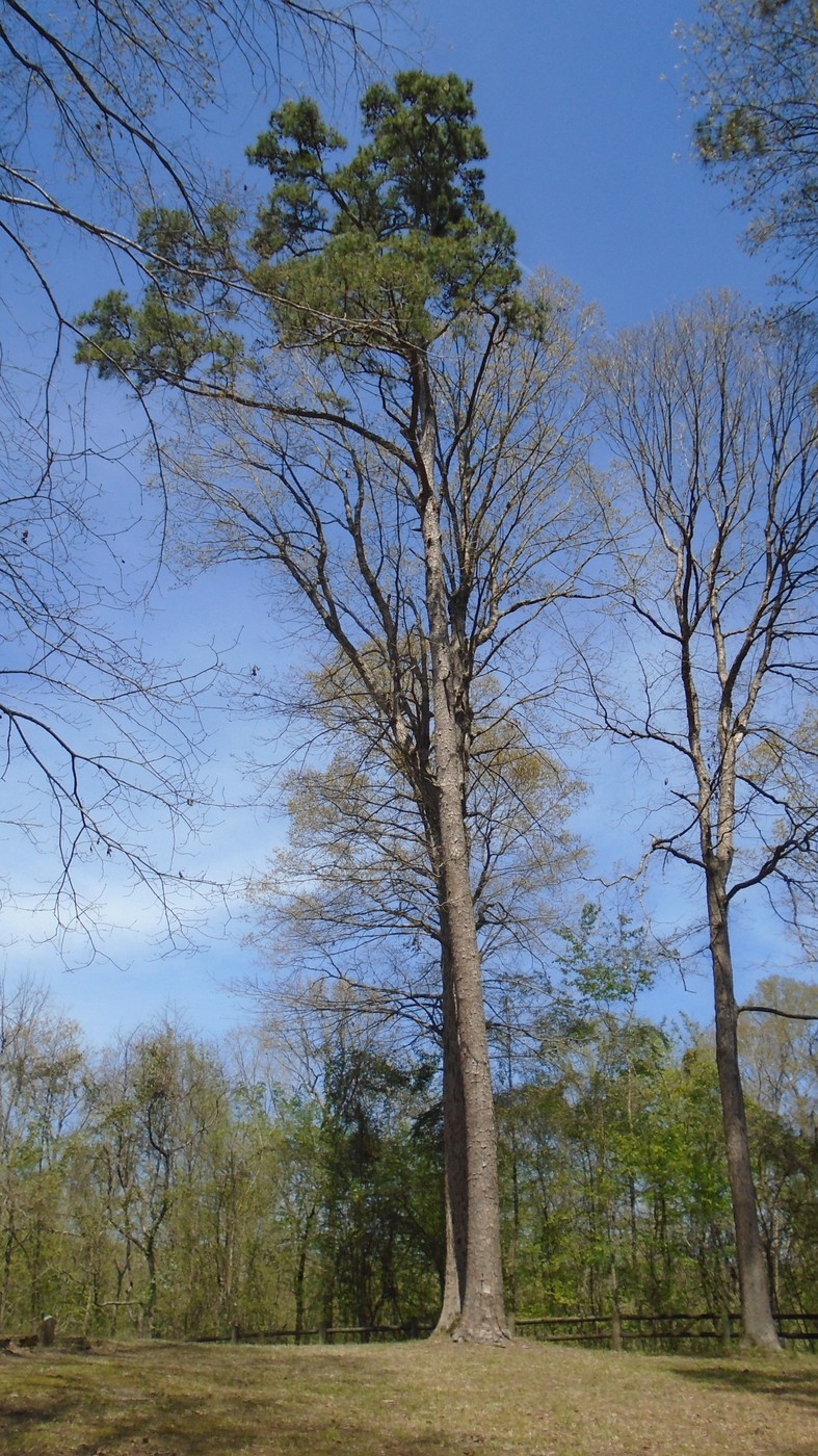 Shortleaf pine - Clio