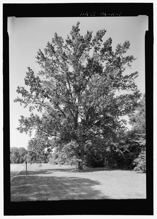 Royal Visit Pin Oak, Fort Hunt Park - Clio