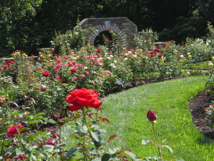 Ritter Park Rose Garden - Clio