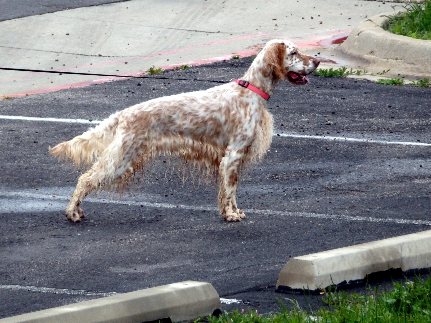 National Bird Dog Museum - Clio