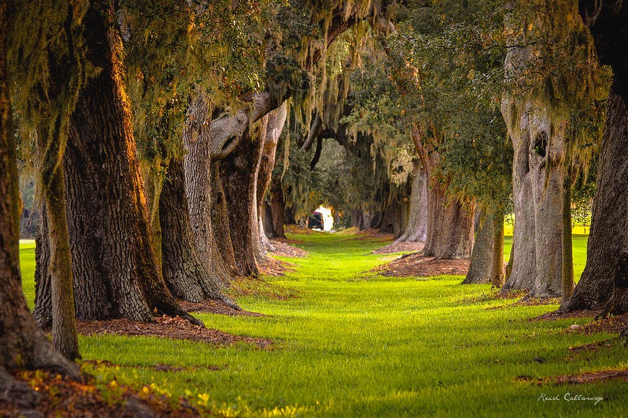 Avenue of Oaks, St. Simmons Island - Clio