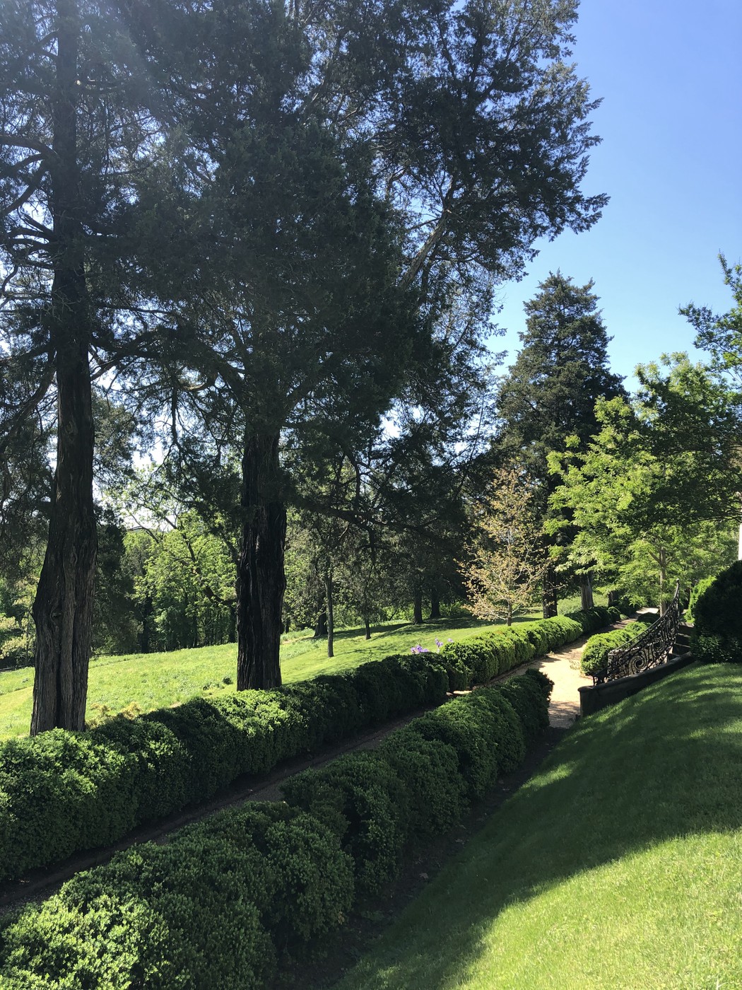 Row of Cedar Trees - Clio